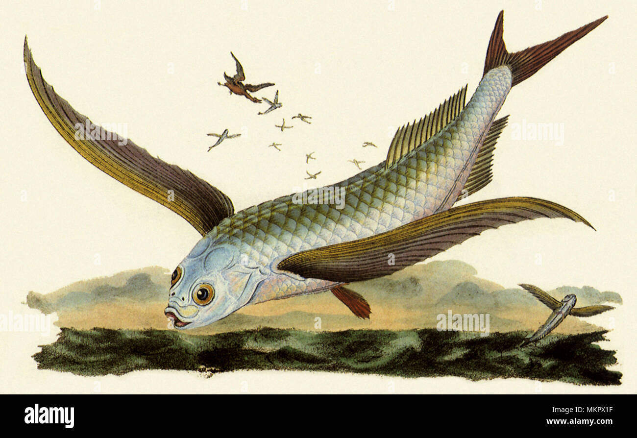 Flyingfish hi-res stock photography and images - Alamy