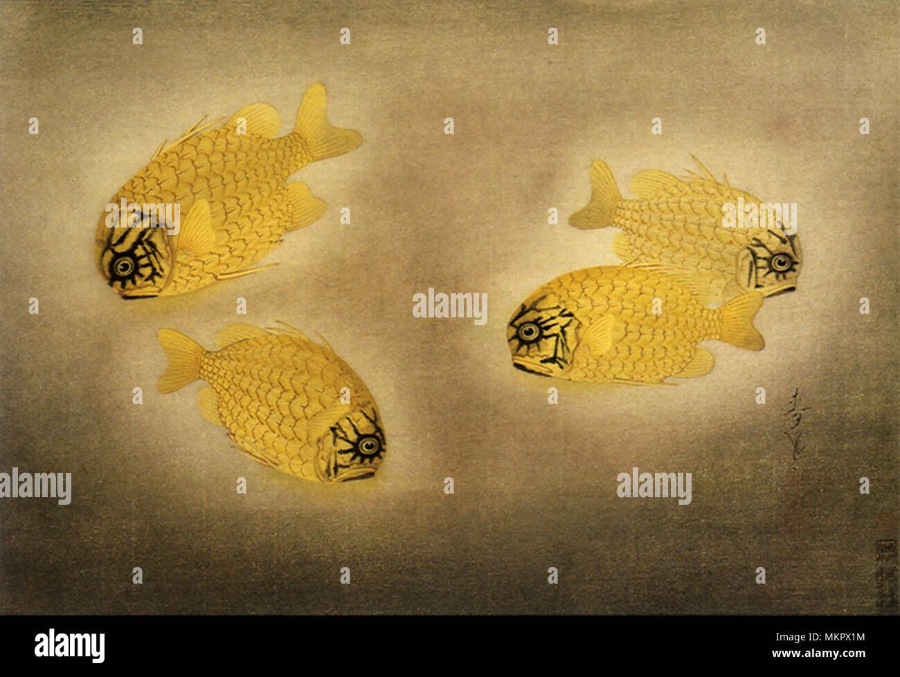 Pinecone Fish, Monocentris japonica Stock Photo - Alamy