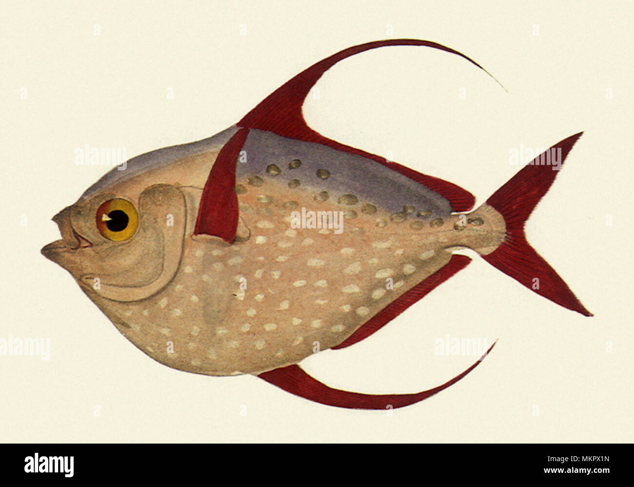 Lampris guttatus hi-res stock photography and images - Alamy