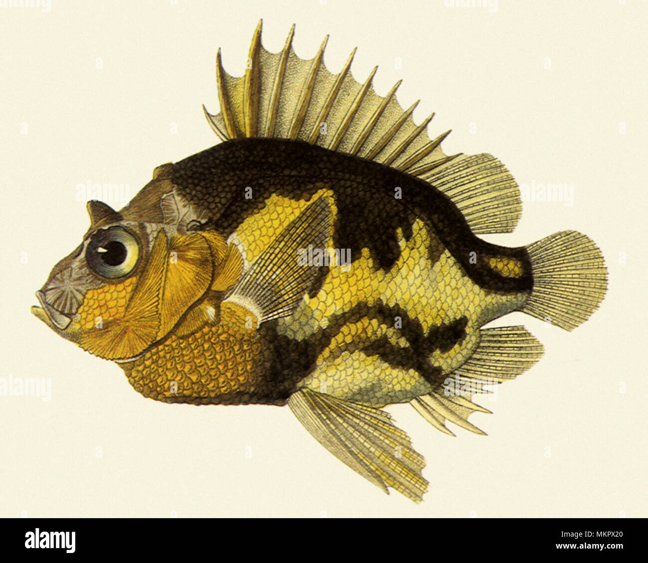 Pelagic armorhead, Pentaceros richardsoni Stock Photo - Alamy