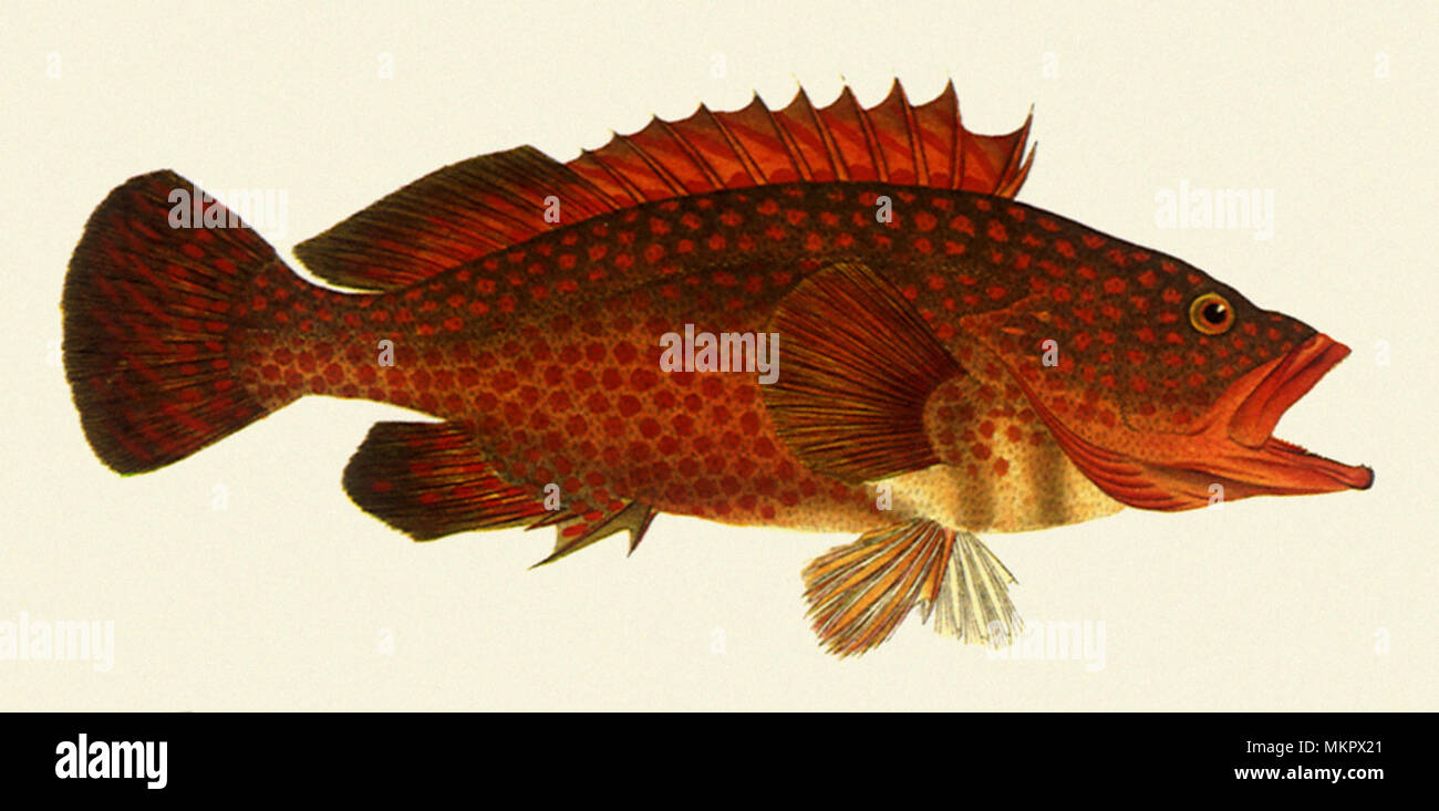 Red Grouper, Epinephelus akaara Stock Photo - Alamy