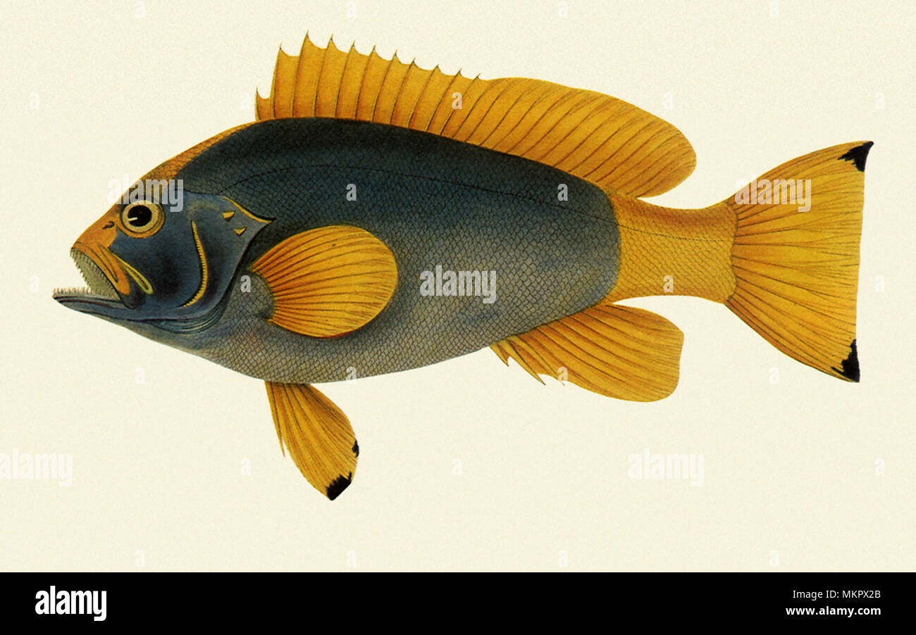 Blue and Yellow Grouper, Epinephelus falvocaeruleus Stock Photo - Alamy