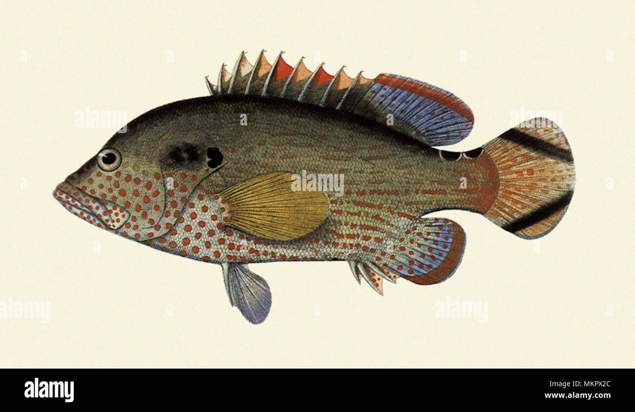 Red-spotted Rockcod, Cephalopholis leopardus Stock Photo - Alamy