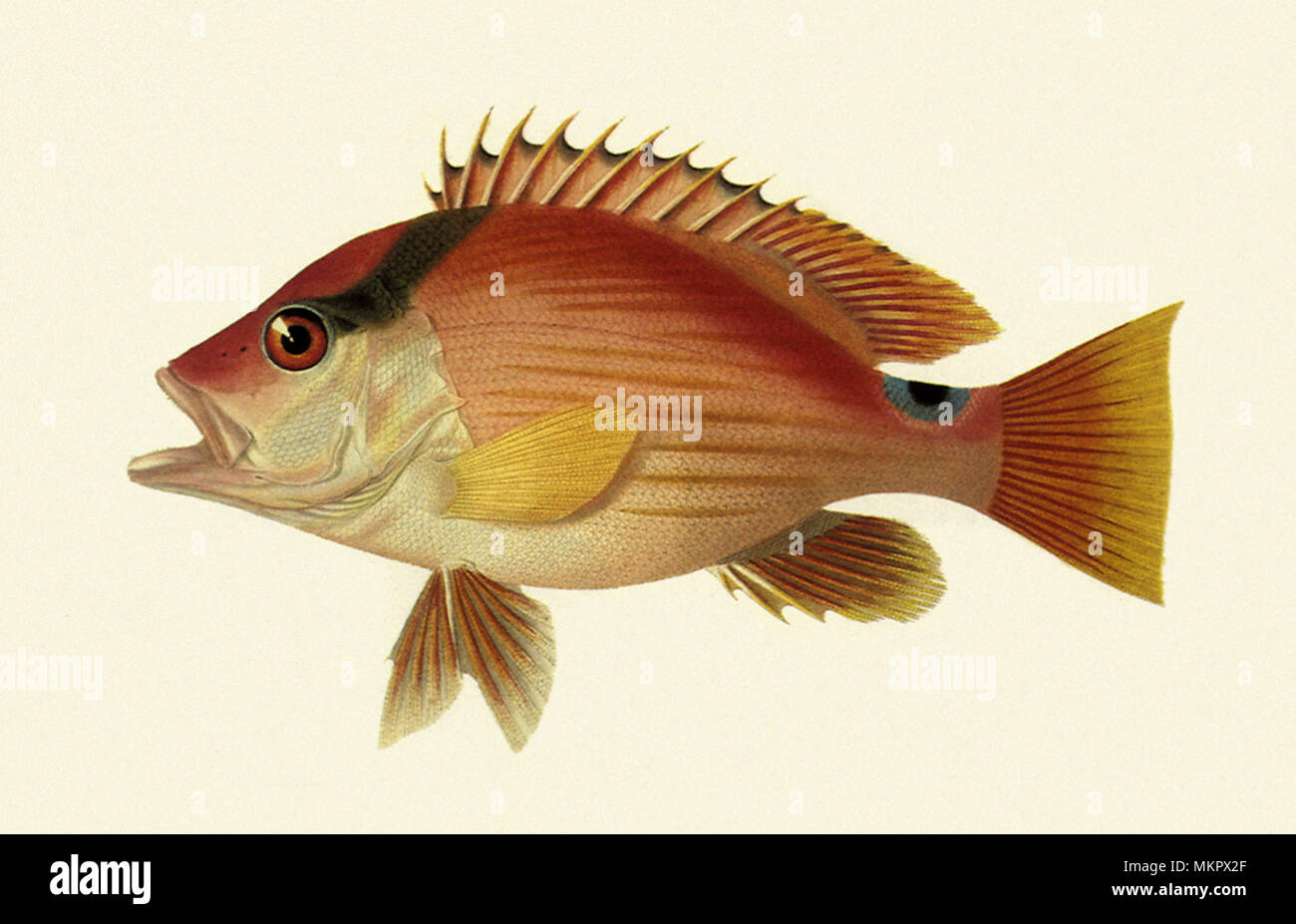 Red-striped snapper, Lutjanus malabaricus Stock Photo - Alamy