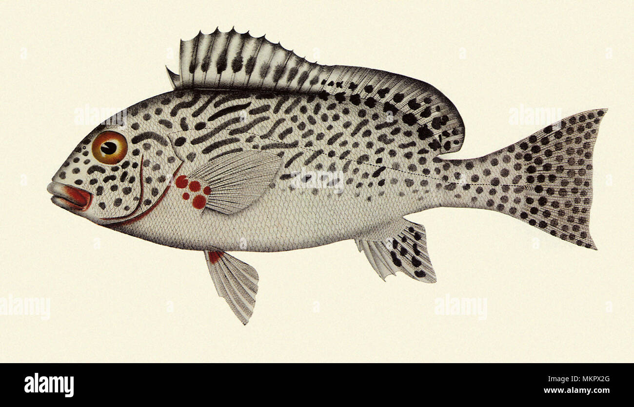 Grunt, Plectorhynchus punctatissimus Stock Photo - Alamy