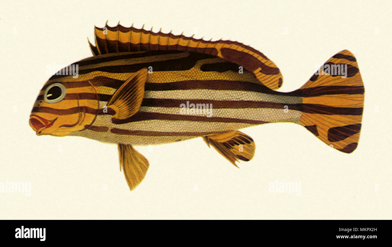 Yellow-banded Sweetlip, Plectorhynchus orientalis Stock Photo - Alamy
