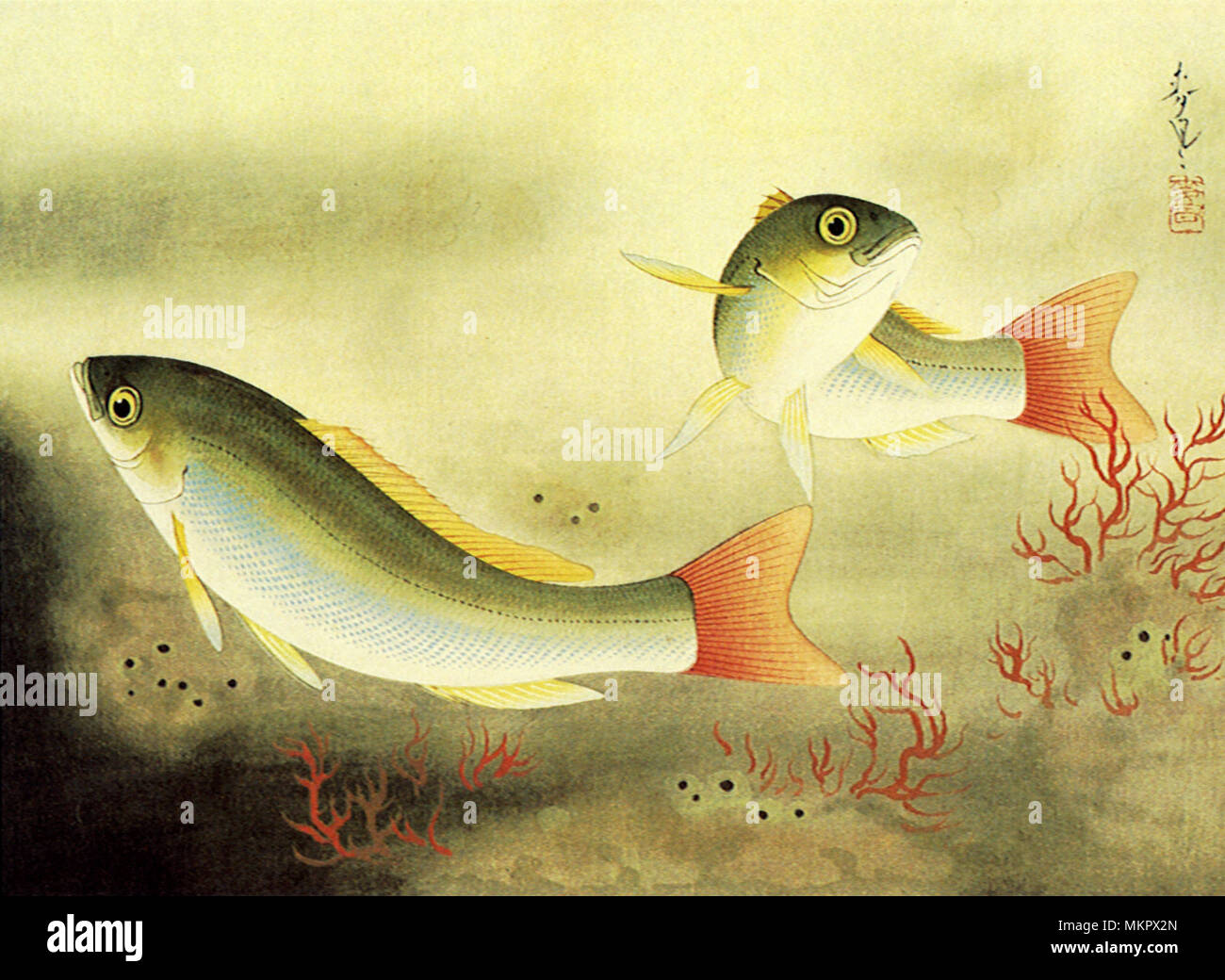 Chicken grunt, Parapristipoma trilineatum Stock Photo - Alamy