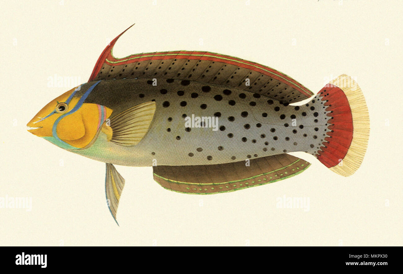 Wrasse, Coris formosa Stock Photo - Alamy