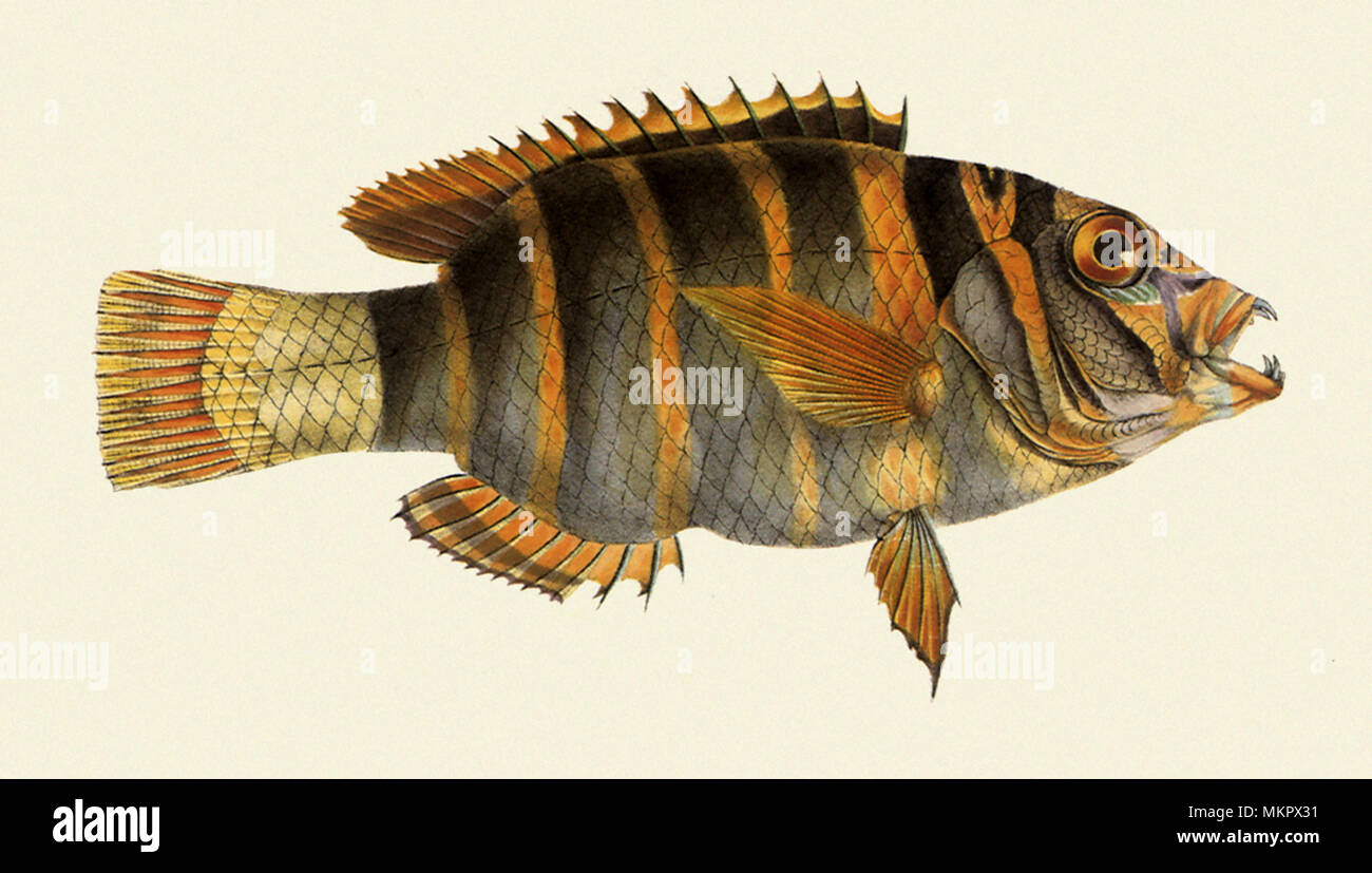 Tusk Fish High Resolution Stock Photography and Images - Alamy