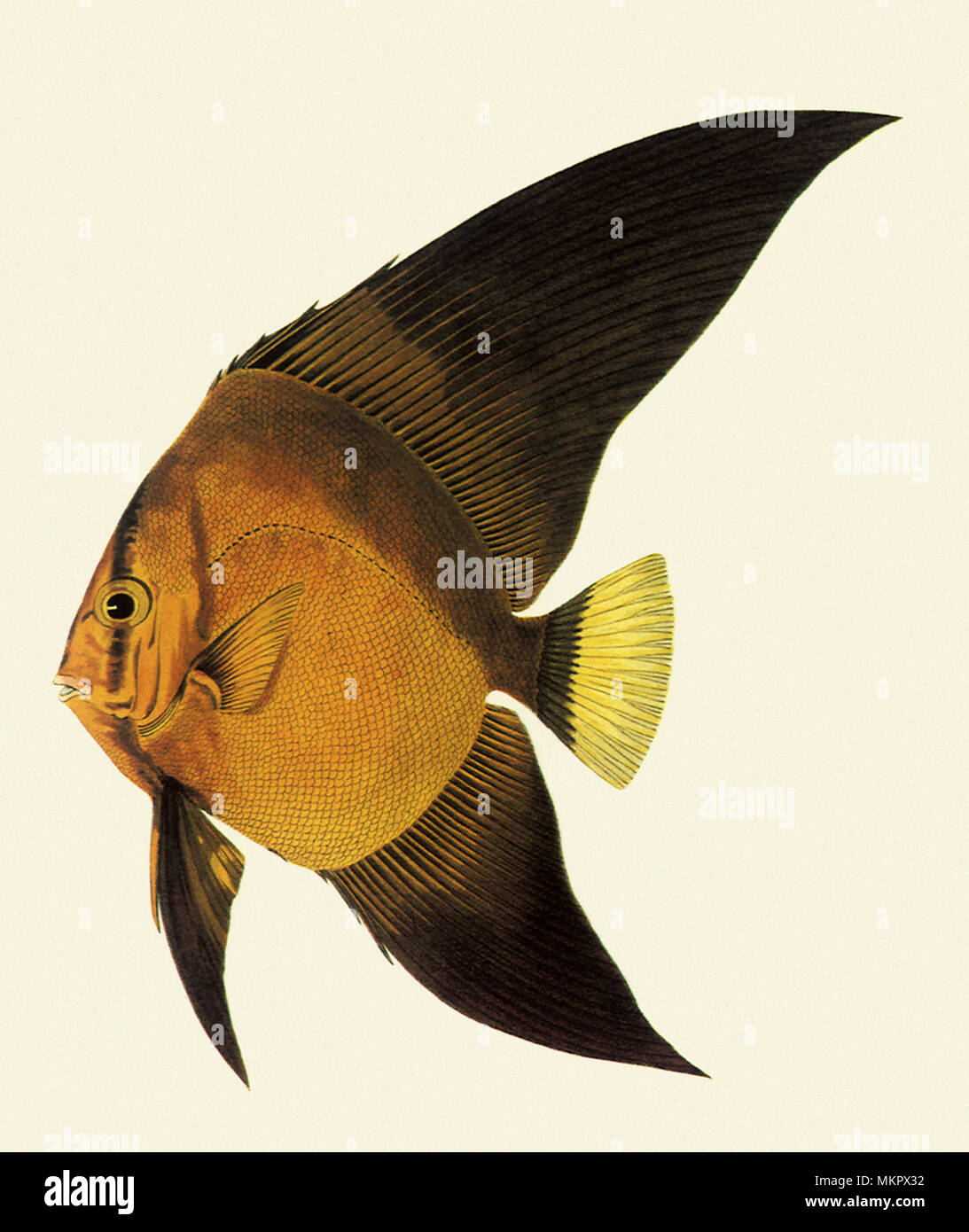 Longtin hi-res stock photography and images - Alamy