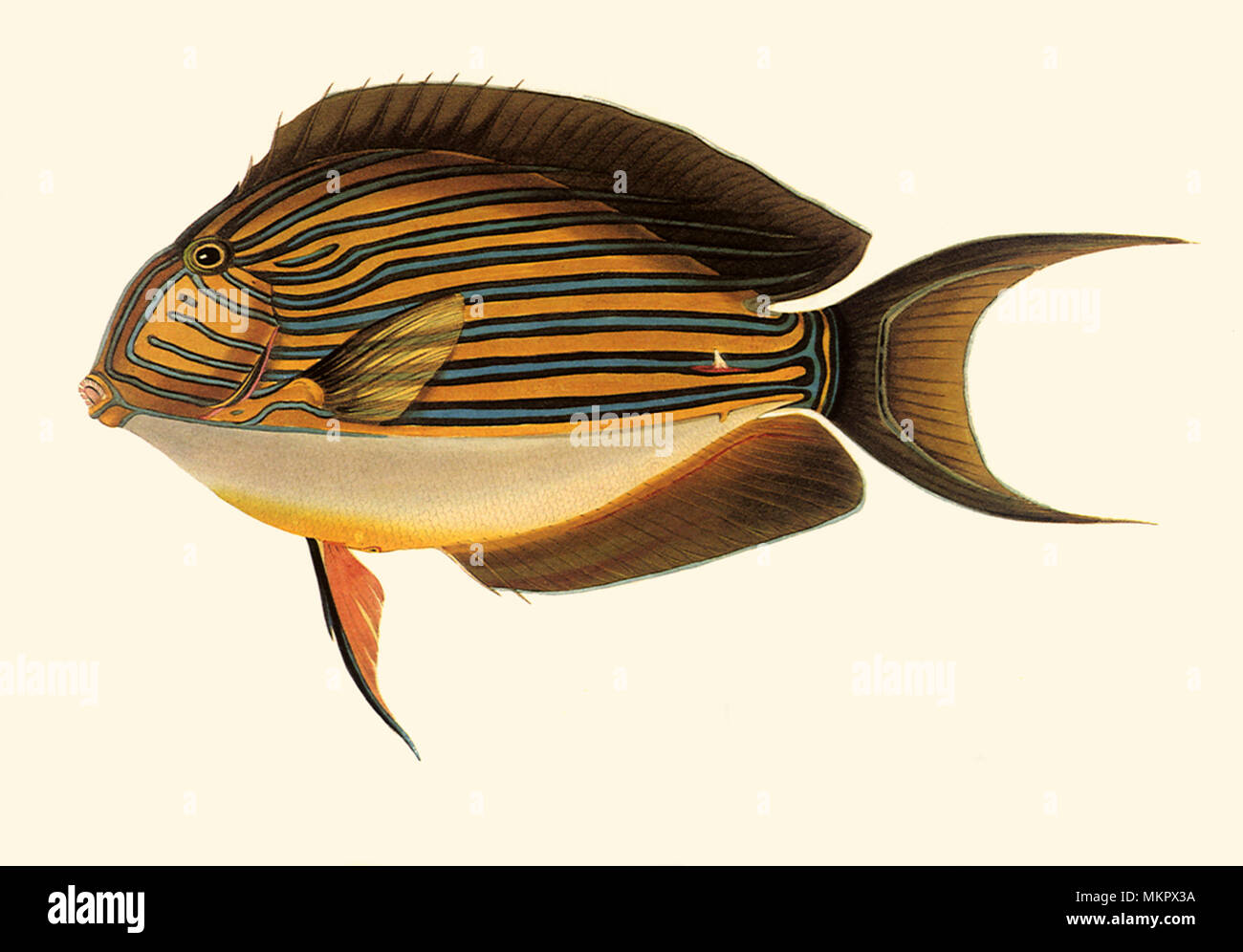 Blue-lined Surgeonfish, Acanthurus lineatus Stock Photo - Alamy