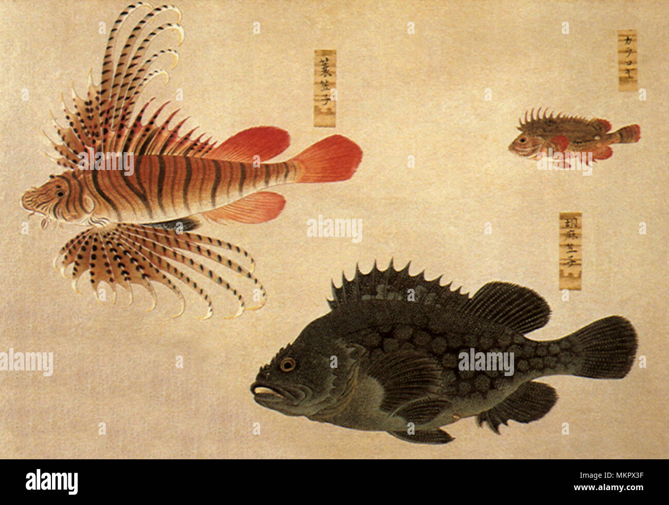 Redfin velvetfish hi-res stock photography and images - Alamy