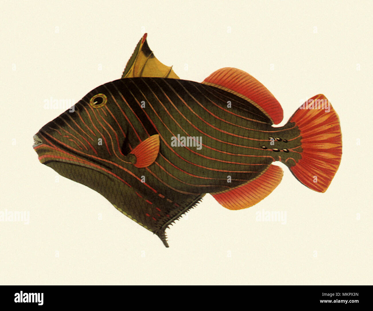 Red-lined Triggerfish, Balistapus undulatus Stock Photo - Alamy