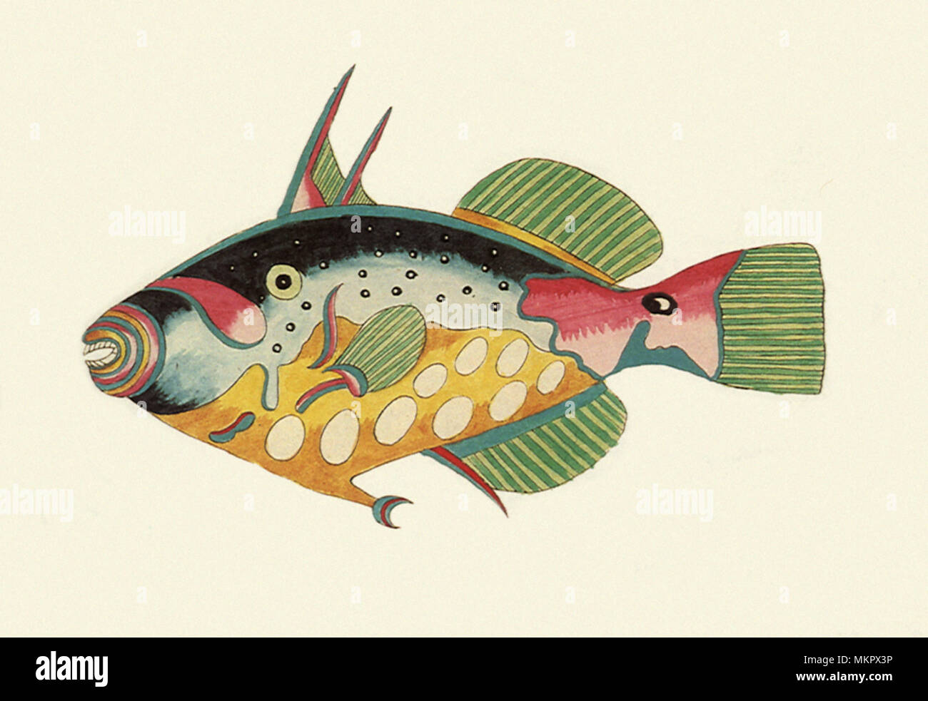 Big spotted triggerfish hi-res stock photography and images - Alamy