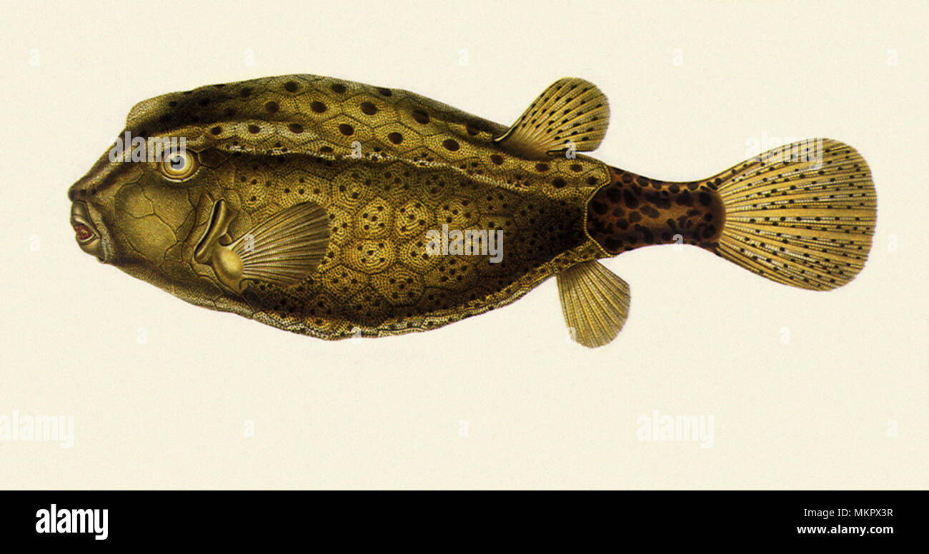 Blue-spotted Boxfish, Ostracion cubicum Stock Photo - Alamy