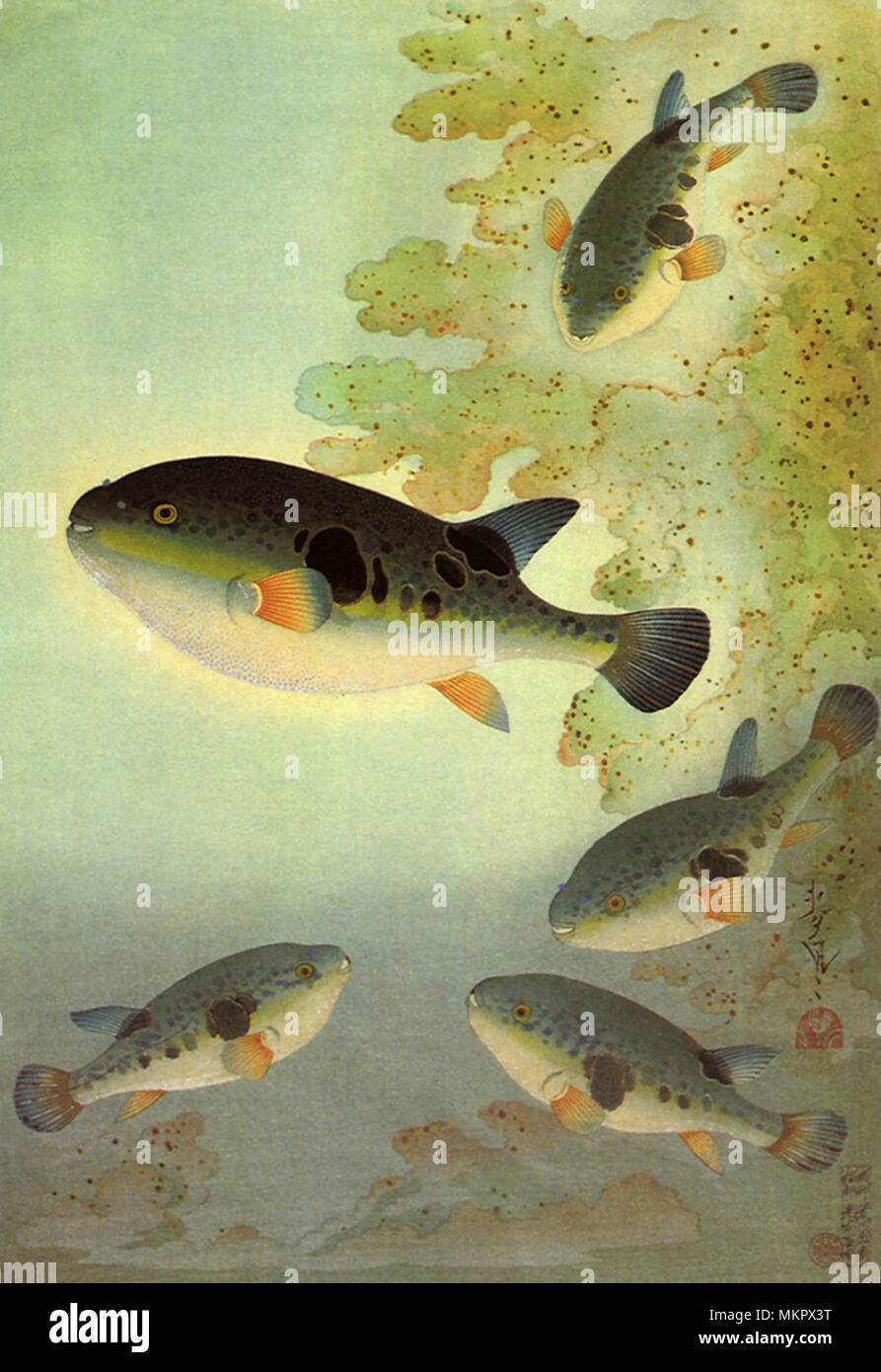 Tiger Puffer, Takifugu rubripes Stock Photo - Alamy