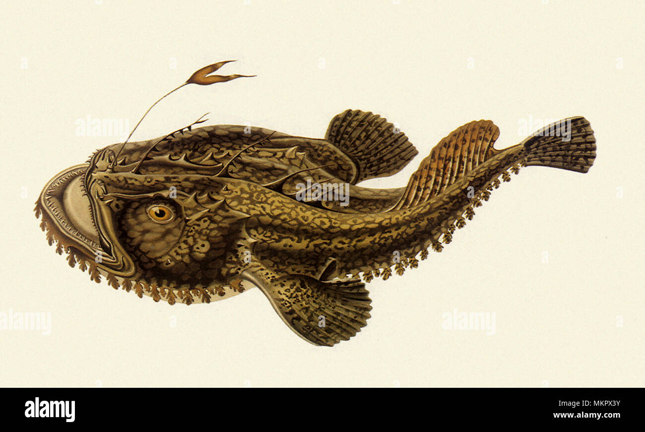 Lophius hi-res stock photography and images - Alamy