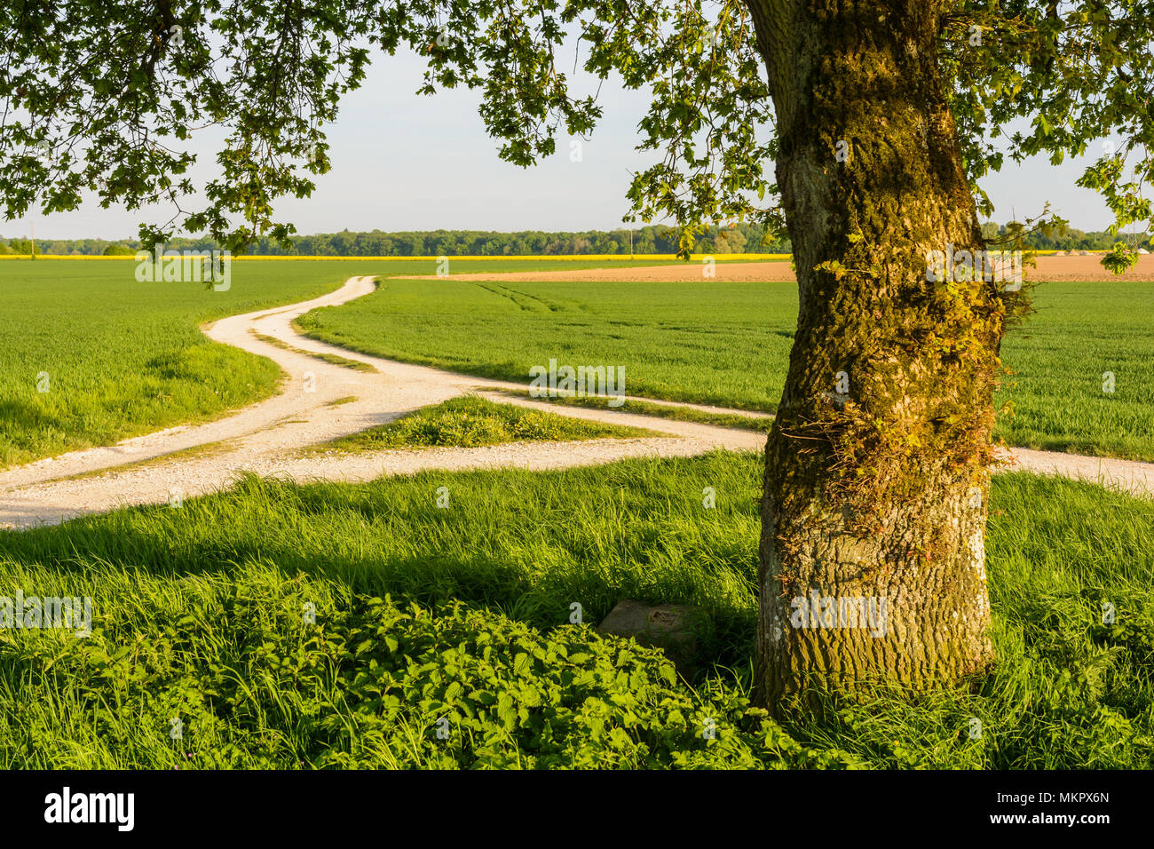 Fork in tree hi-res stock photography and images - Alamy