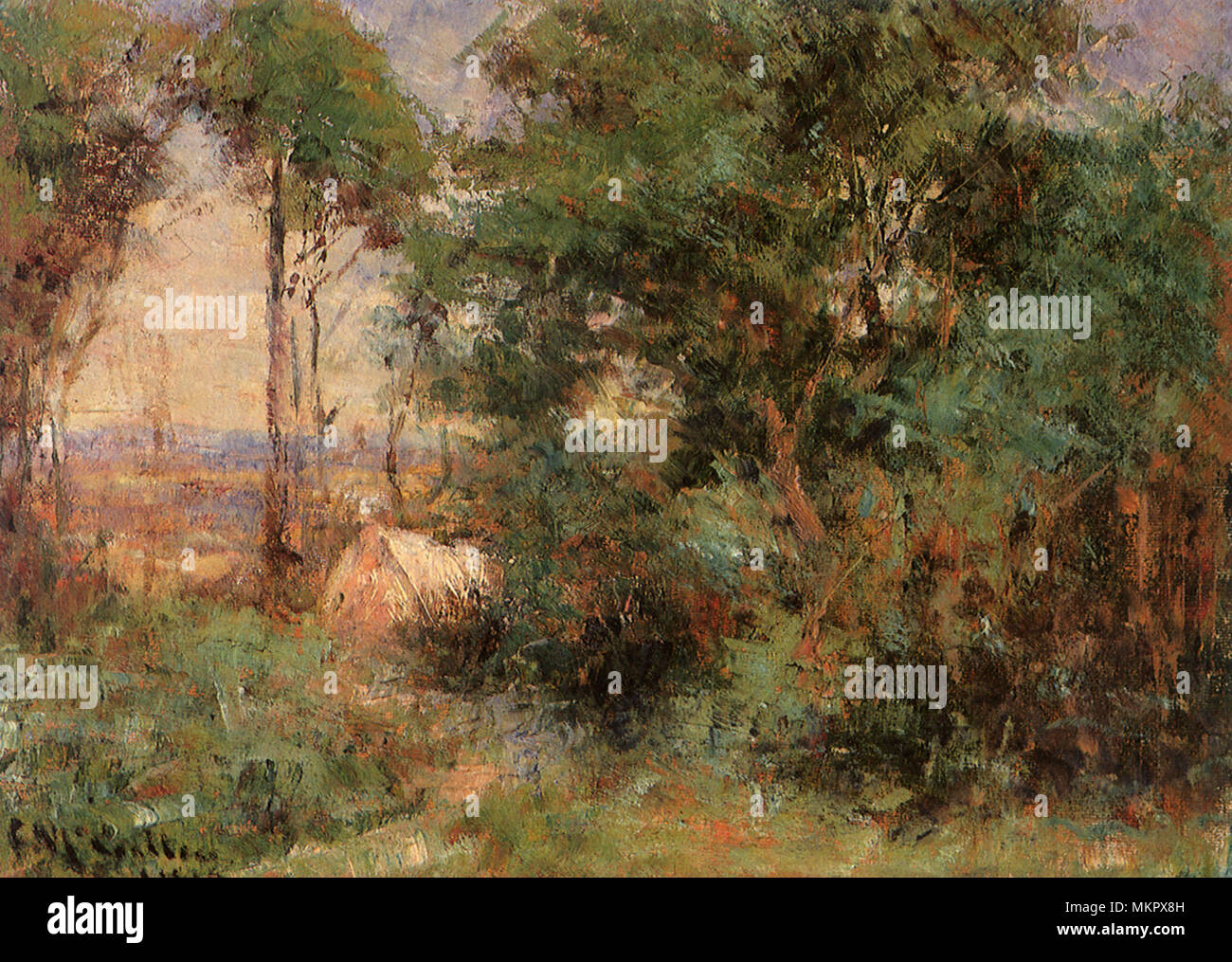 Fine forest hi-res stock photography and images - Alamy