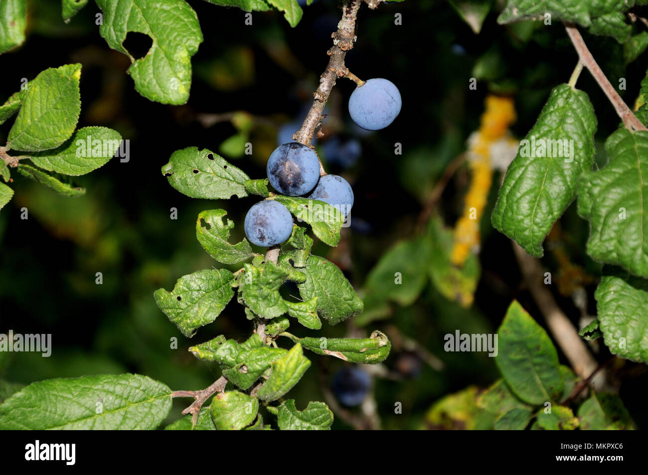 Prunus spinosa ripe sloes hi-res stock photography and images - Alamy
