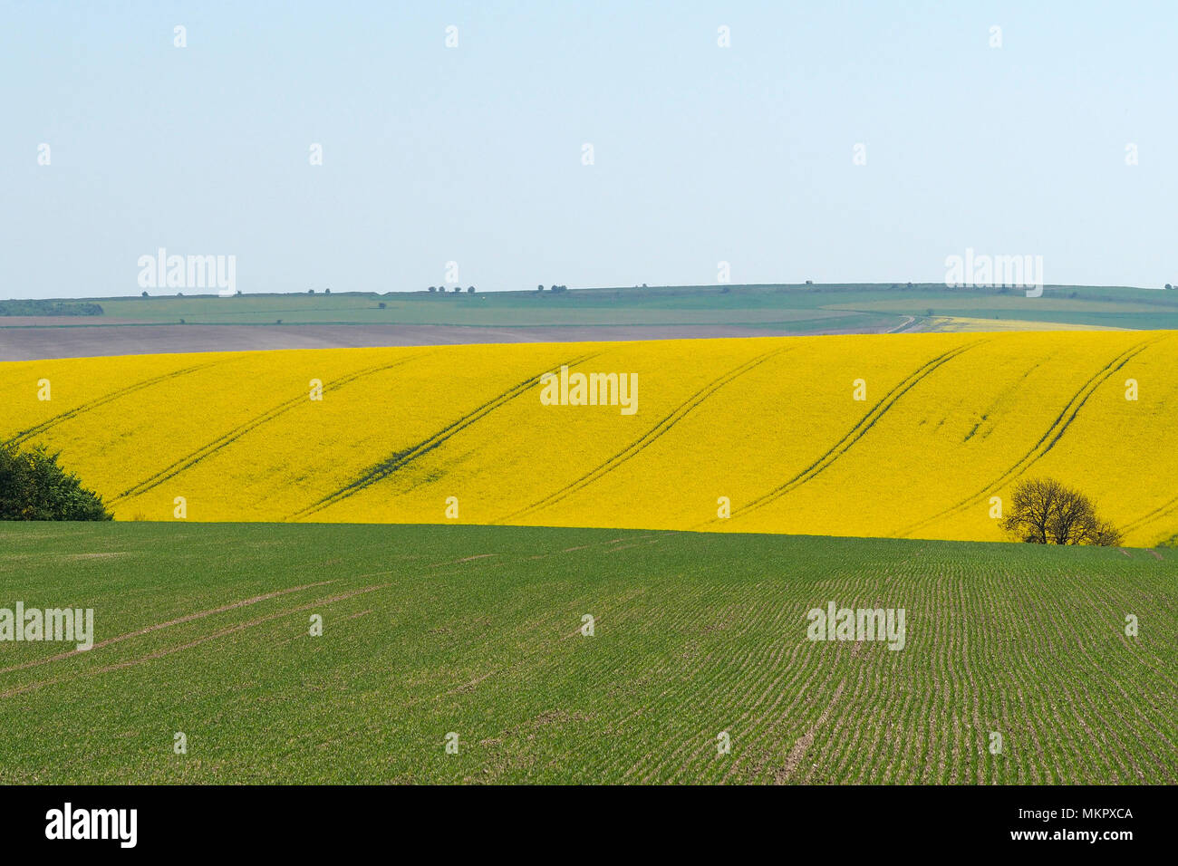 Cultivate rapeseed field oil hi-res stock photography and images - Alamy