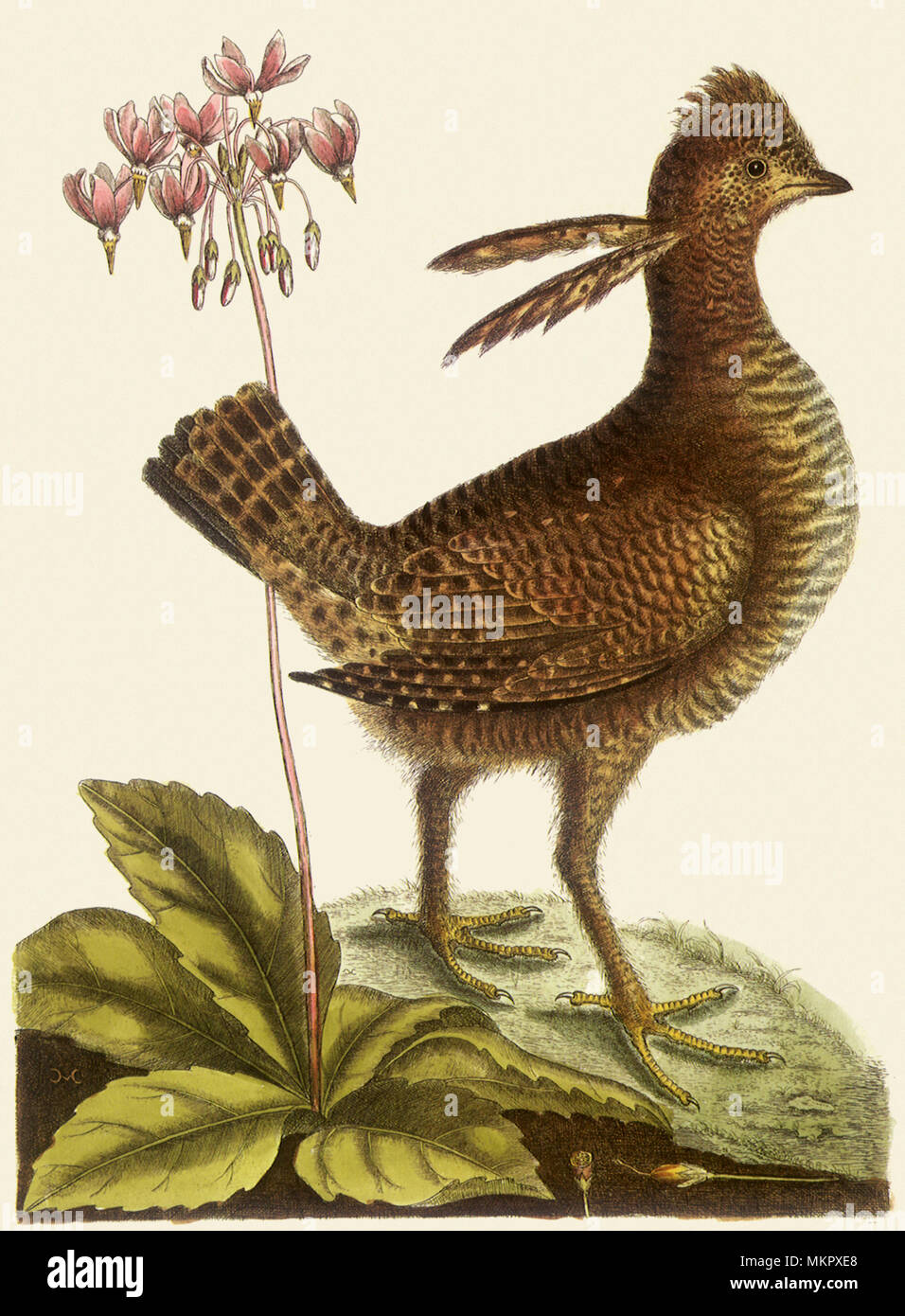 Heath hen hi-res stock photography and images - Alamy