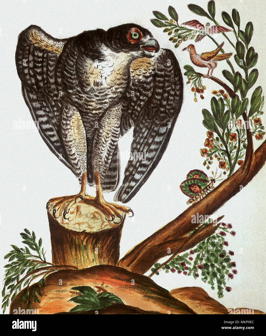 Illustration peregrine falcon hi-res stock photography and images - Alamy