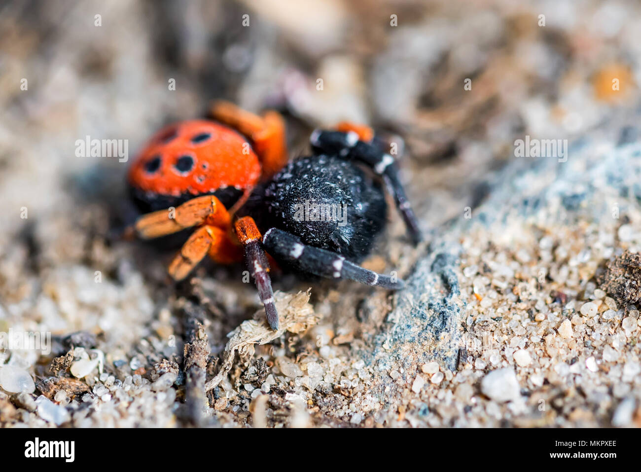 Ladybird spider hi-res stock photography and images - Alamy