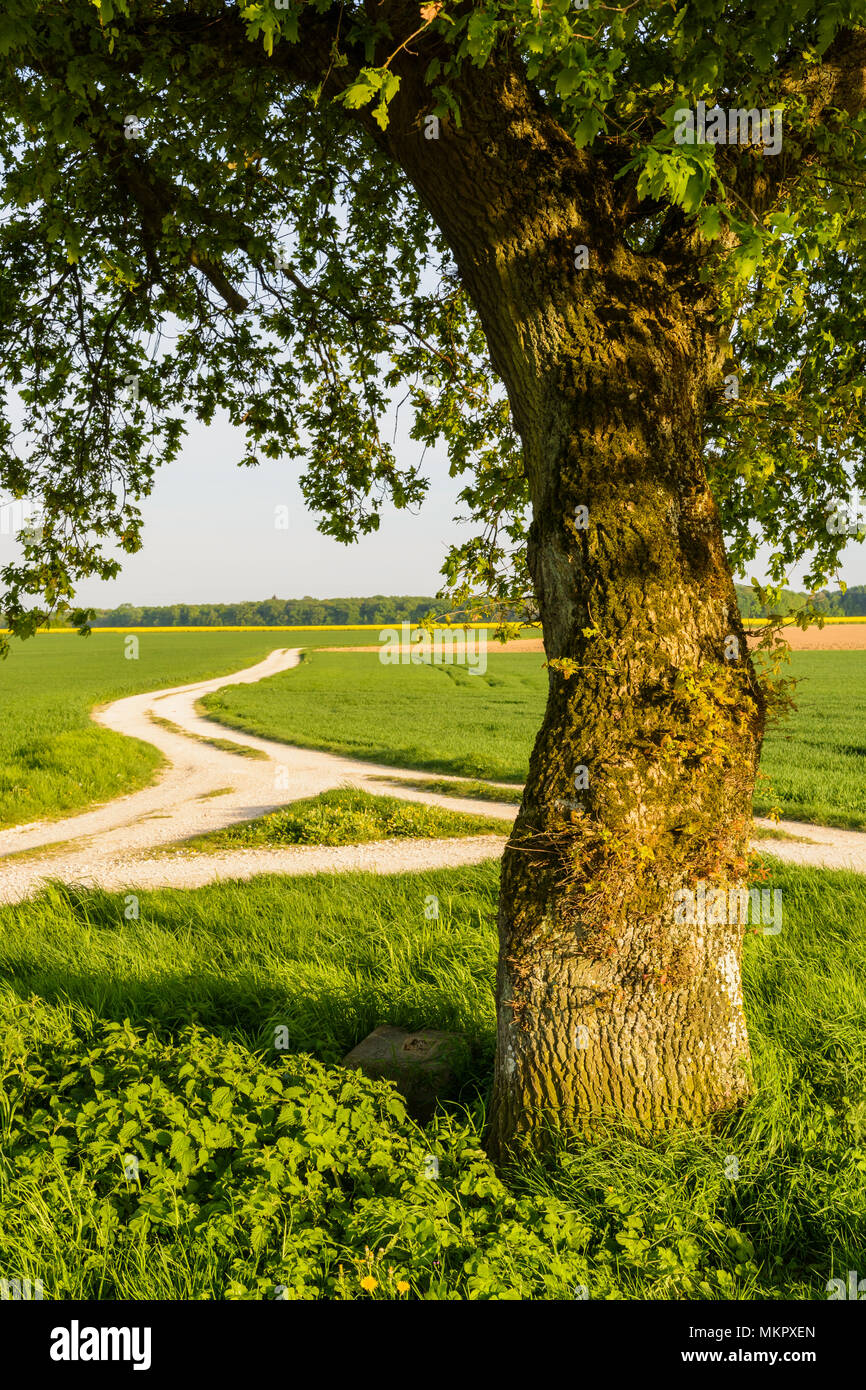 An oak tree at the fork of white dirt paths winding in the middle of ...