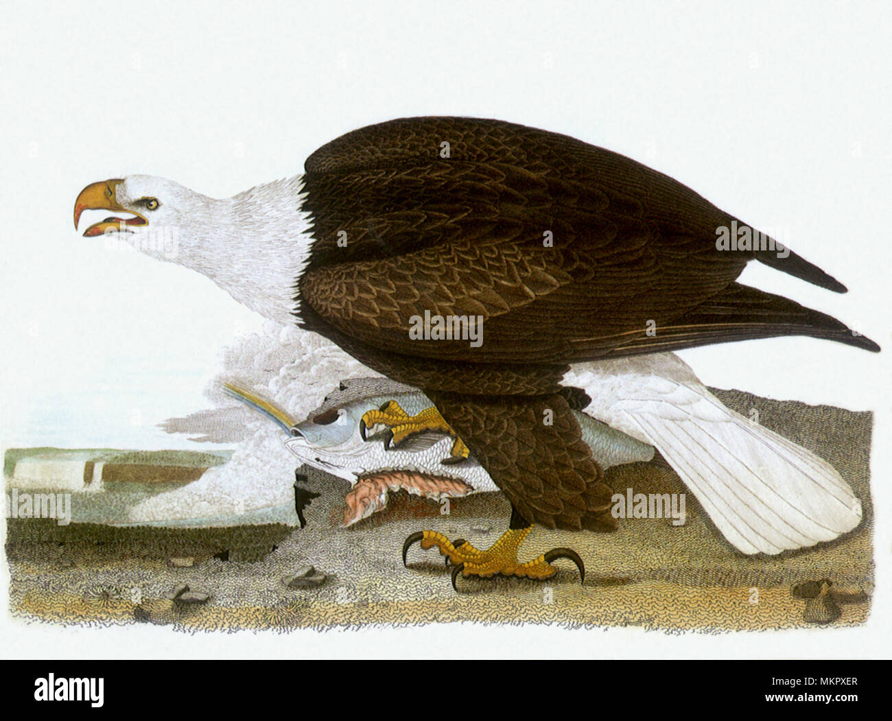 The bald parrot hi-res stock photography and images - Alamy