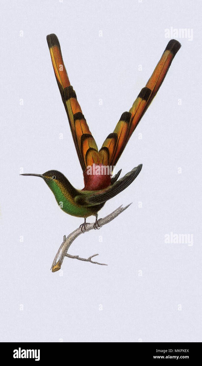 Vintage hummingbird hi-res stock photography and images - Alamy