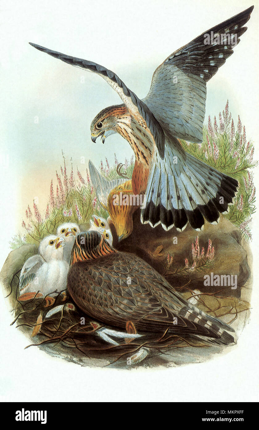 Merlin bird illustration hi-res stock photography and images - Alamy