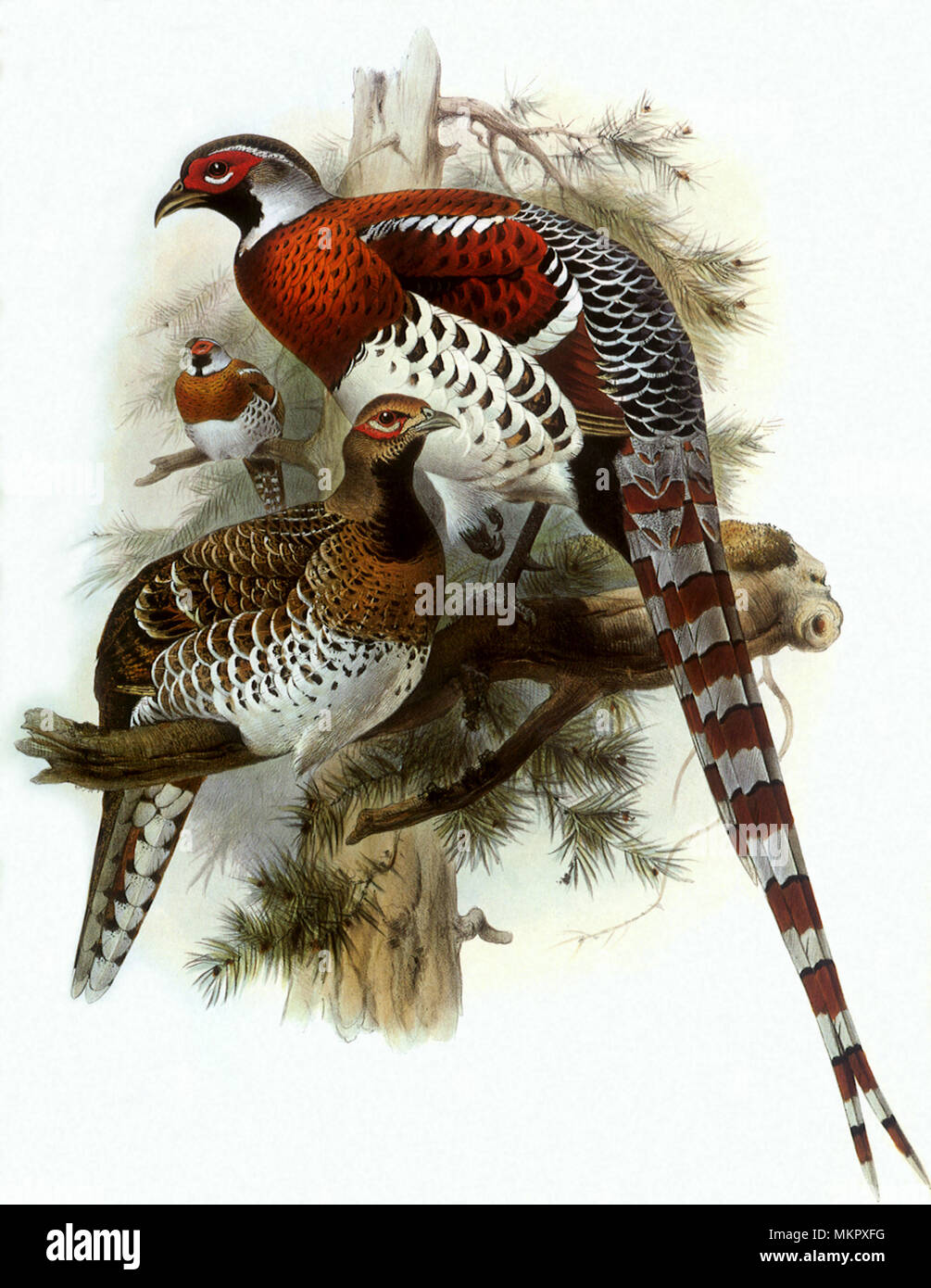 Family of Pheasants Stock Photo - Alamy