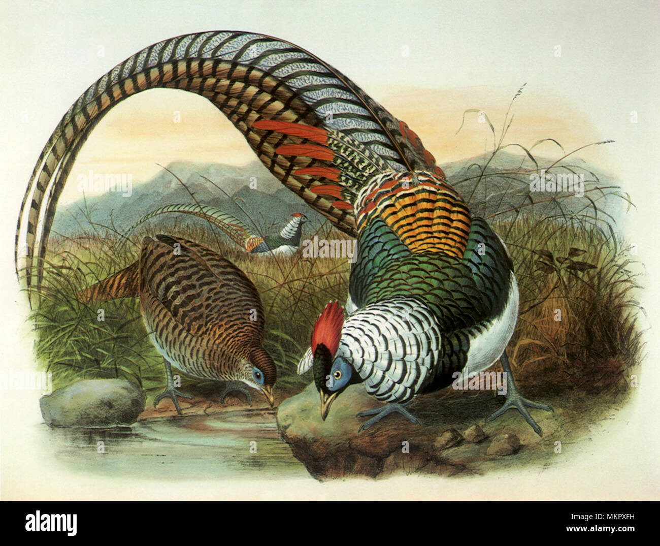 Lady Amherst's Pheasant Stock Photo - Alamy