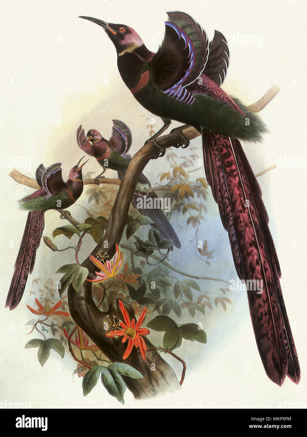 Bird of Paradise, Epimachus fastuosus Stock Photo - Alamy