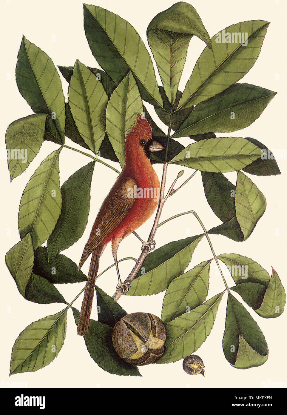 Common Cardinal, Cardinalis cardinalis Stock Photo - Alamy