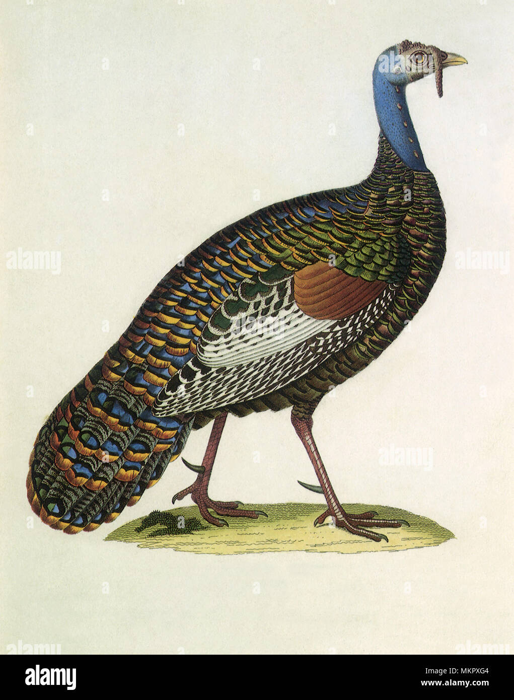 Ocellated turkey agriocharis ocellata hi-res stock photography and ...