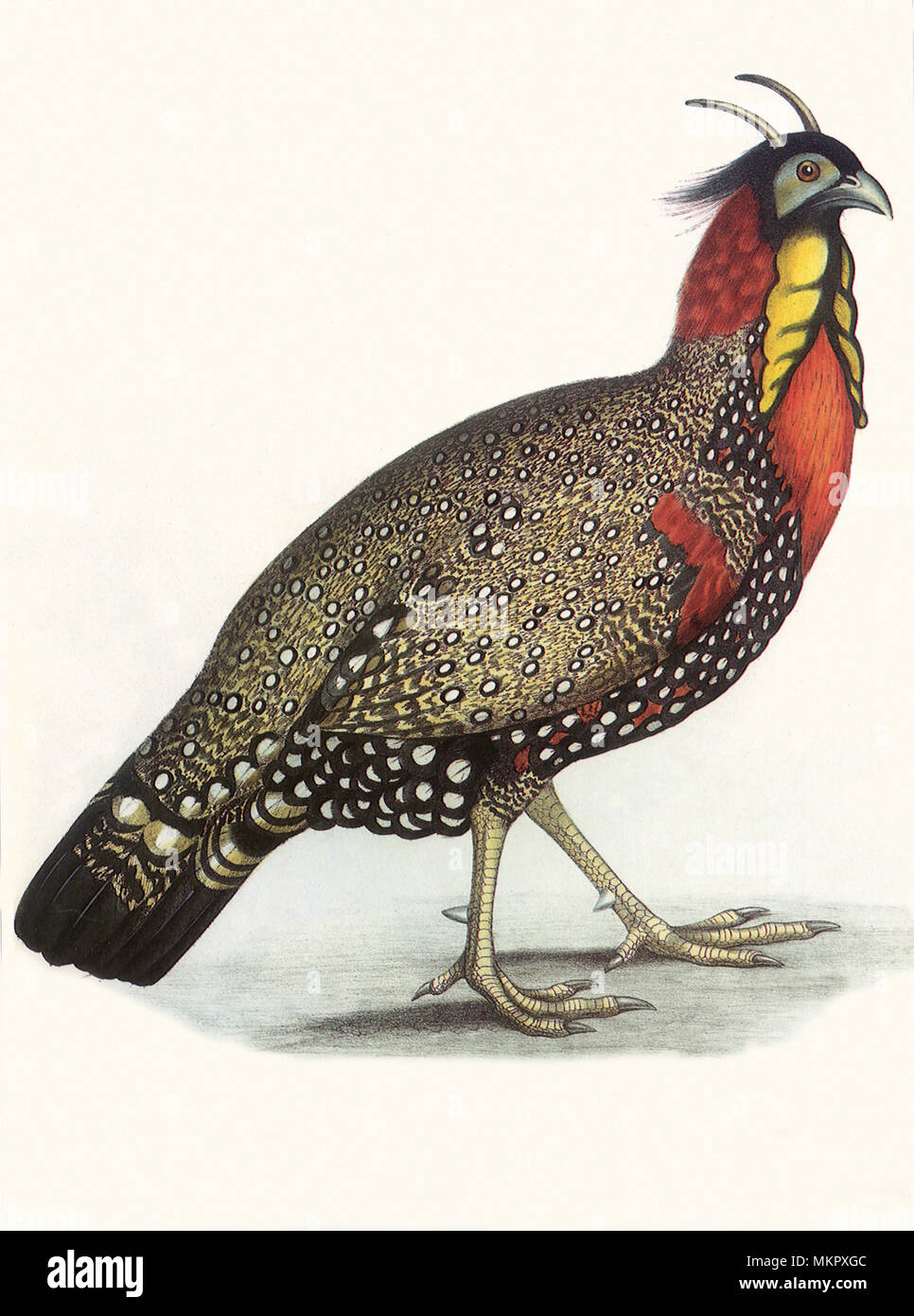 Western Tragopan Pheasant