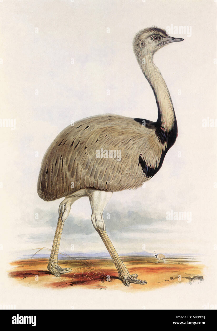 Common Rhea, Rhea americana Stock Photo - Alamy