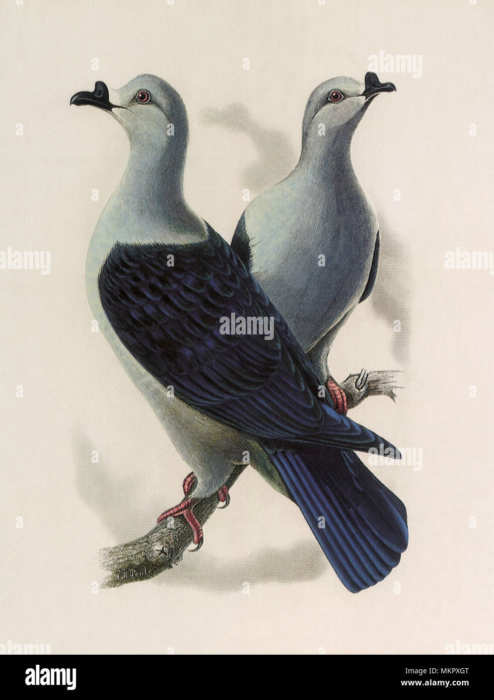 Ducula hi-res stock photography and images - Alamy