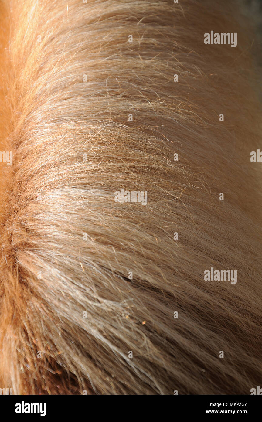 mane of a pony Stock Photo - Alamy