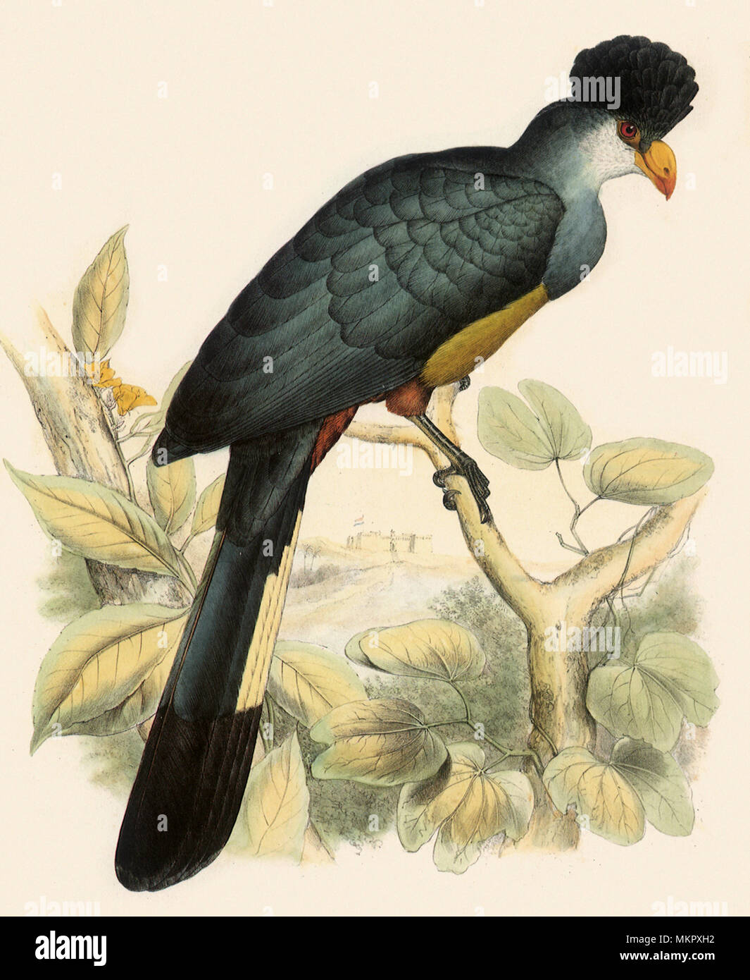 Blue Plantain-eater, Corythaeola cristata Stock Photo - Alamy