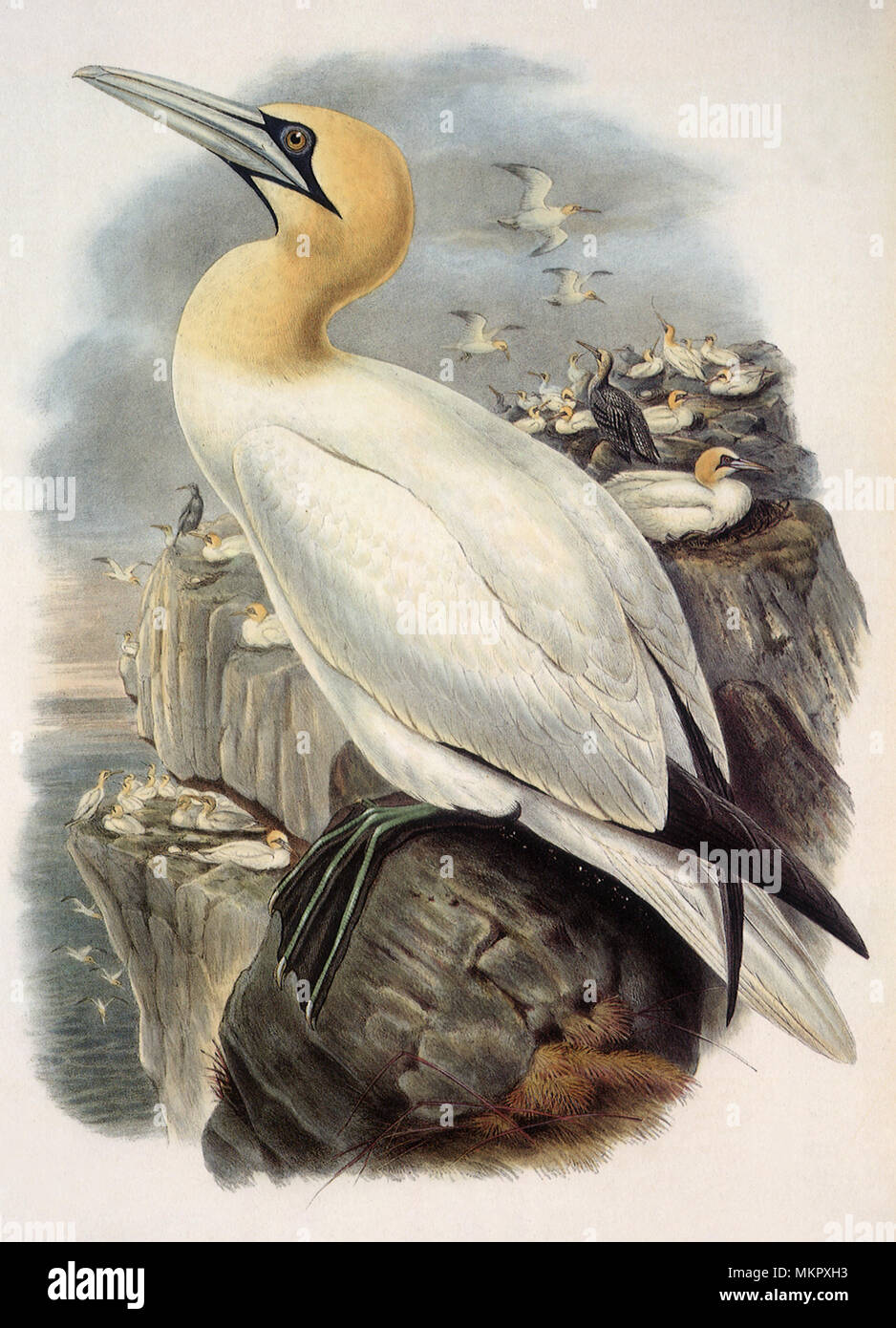Gannet illustration hi-res stock photography and images - Alamy