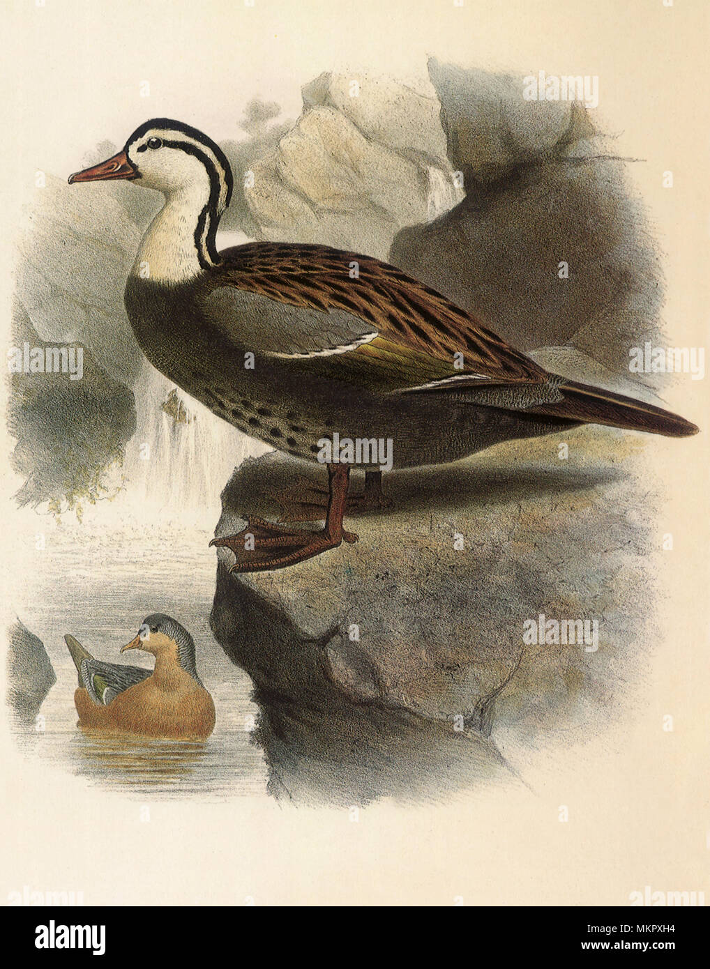 Torrent duck swimming hi-res stock photography and images - Alamy