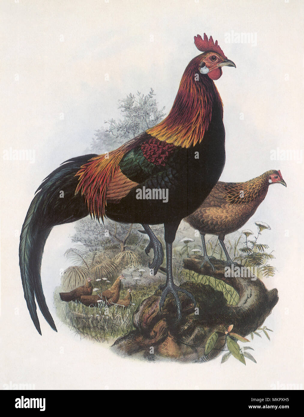 Red Jungle-fowl, Gallus gallus Stock Photo - Alamy