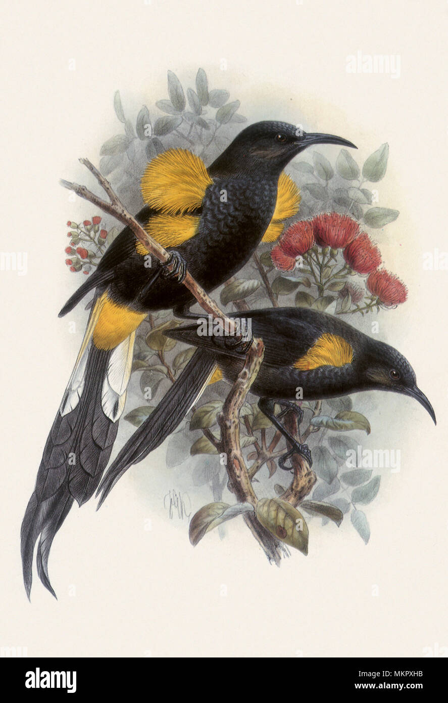 ‘o‘o bird hi-res stock photography and images - Alamy