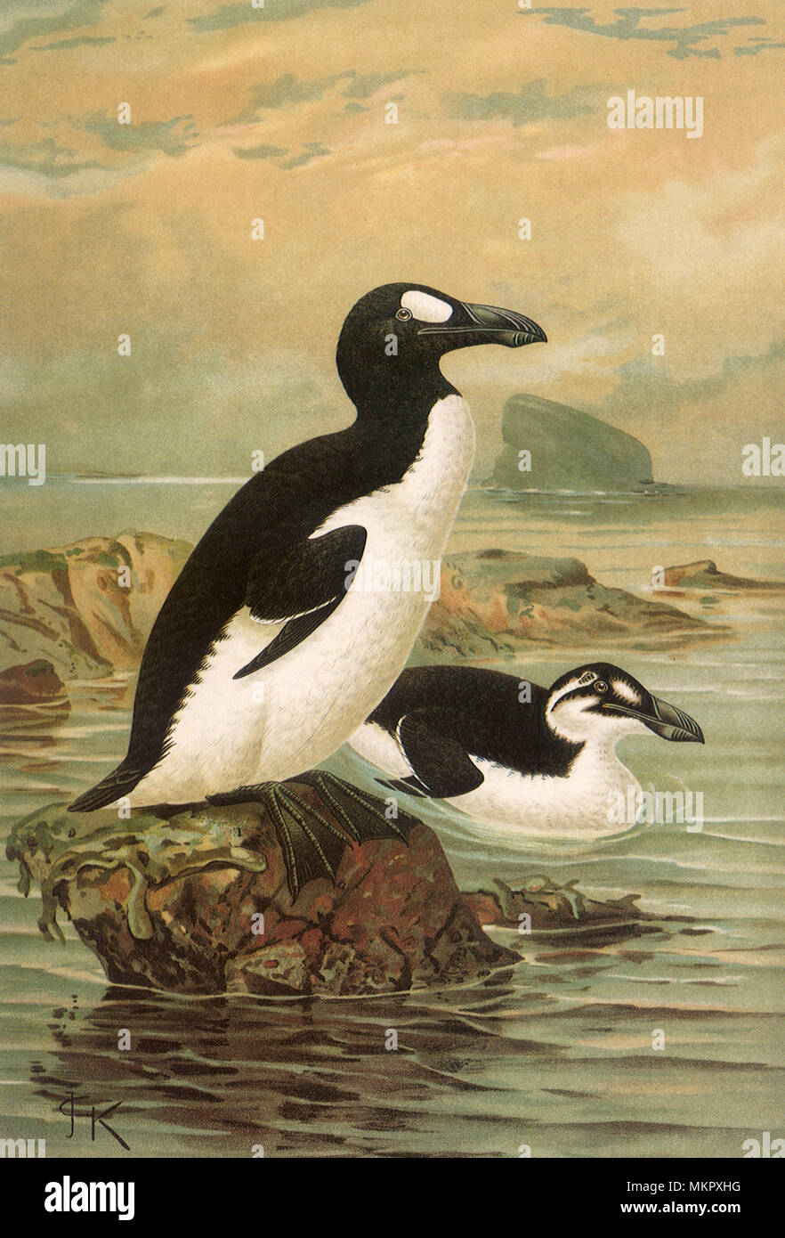 Great auk hi-res stock photography and images - Alamy