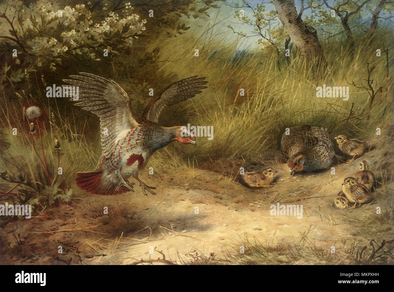 Common Partridge, Perdix perdix Stock Photo - Alamy