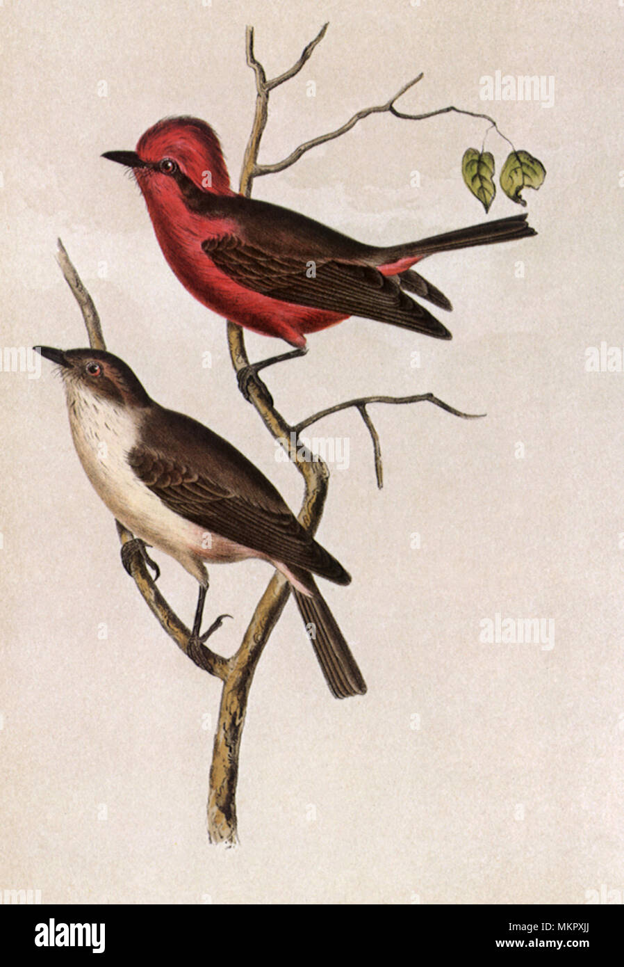 Scarlet-crowned Flycatcher, Pyrocephalus rubineus Stock Photo - Alamy