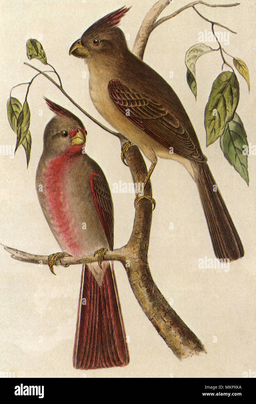 Texan wildlife hi-res stock photography and images - Alamy